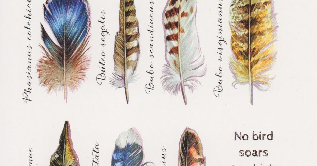 The Backyard Birder: Finding feathers lately?