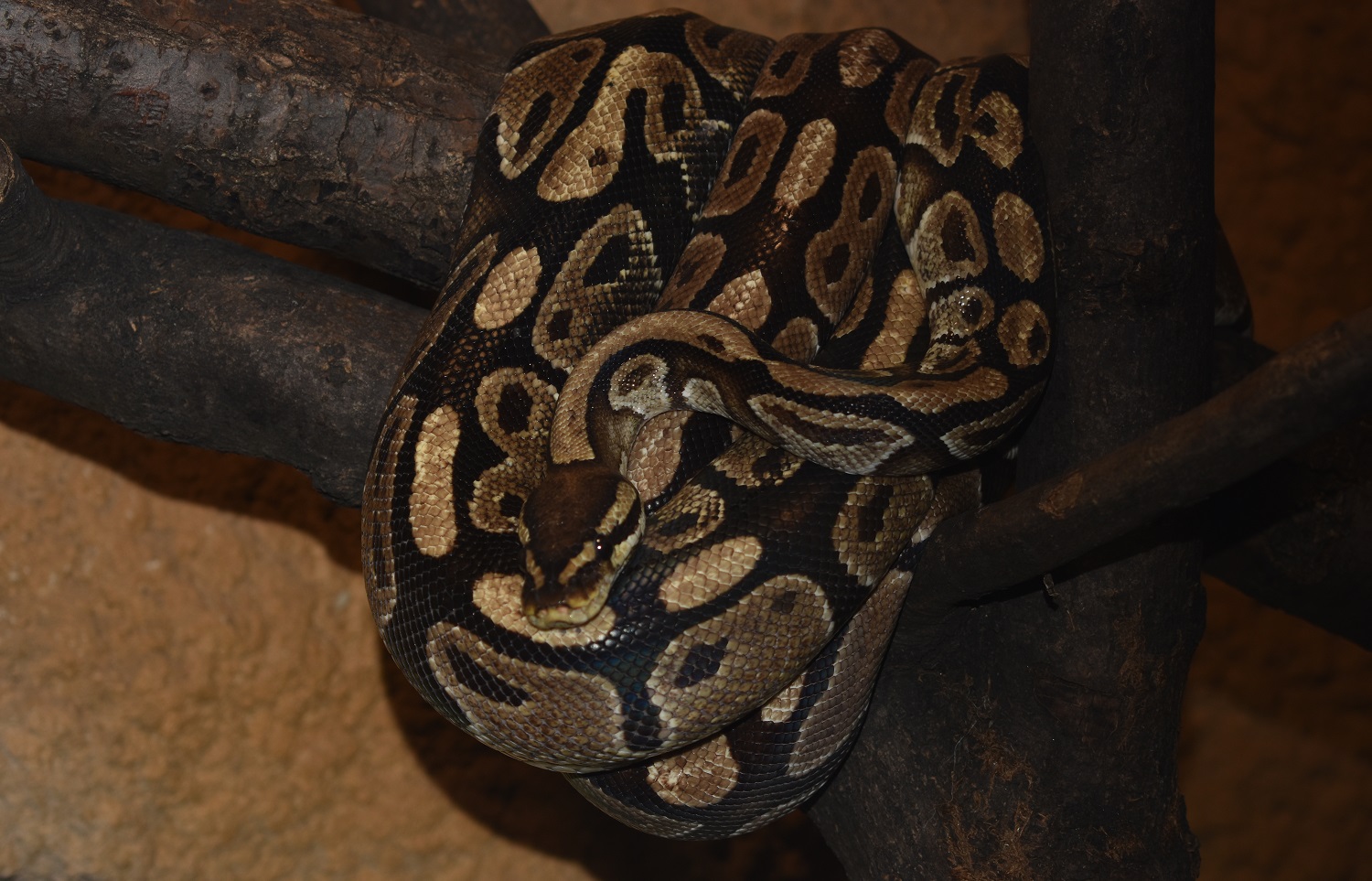 ZOOTOGRAFIANDO (6.096 ANIMALS): PITÓN REAL / ROYAL PYTHON (Python regius)