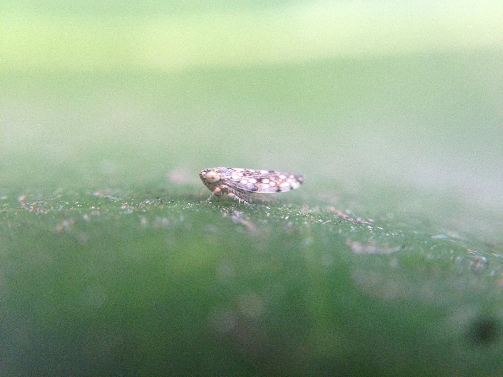 The Insect Diary: Common Brown Leafhopper: Orosius orientalis