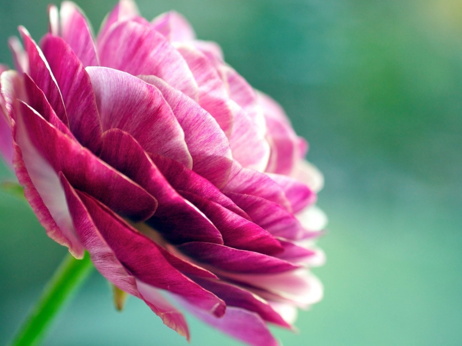 Fotos de flores reales - Imagui