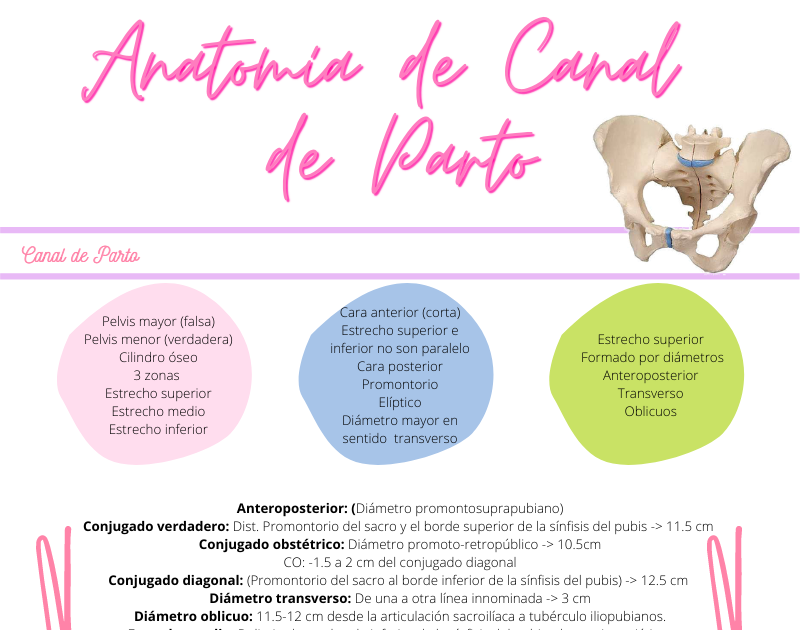 12anatomía Del Canal De Parto
