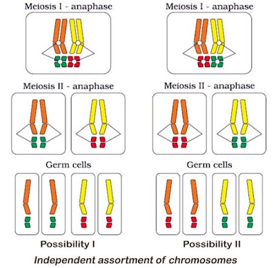 Principles of Inheritance and Variation - Notes | Class 12 | Part 5 ...