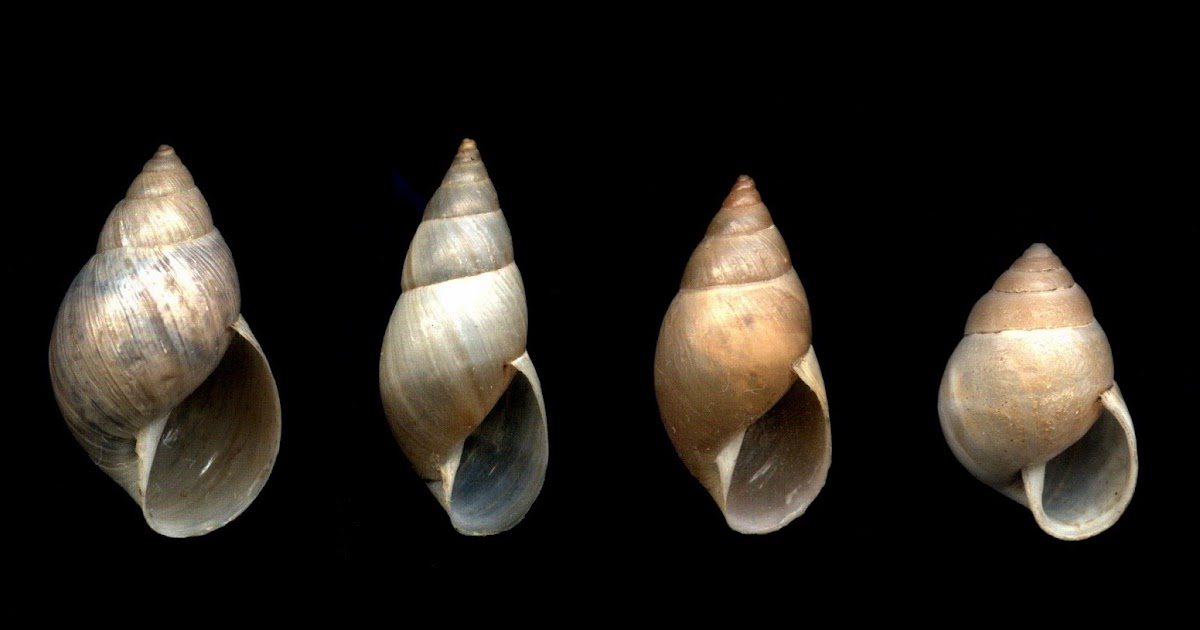 Moluscos terrestres de Argentina: Los Bulimulus