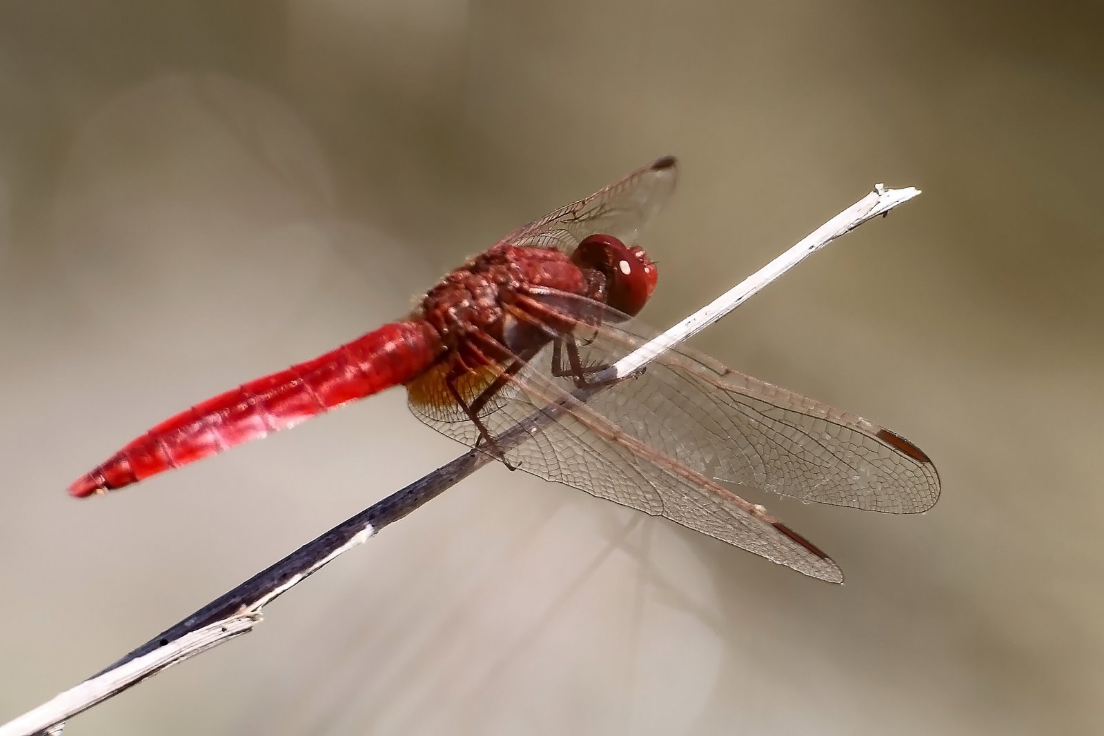 l'Ephémère: Libellule rouge