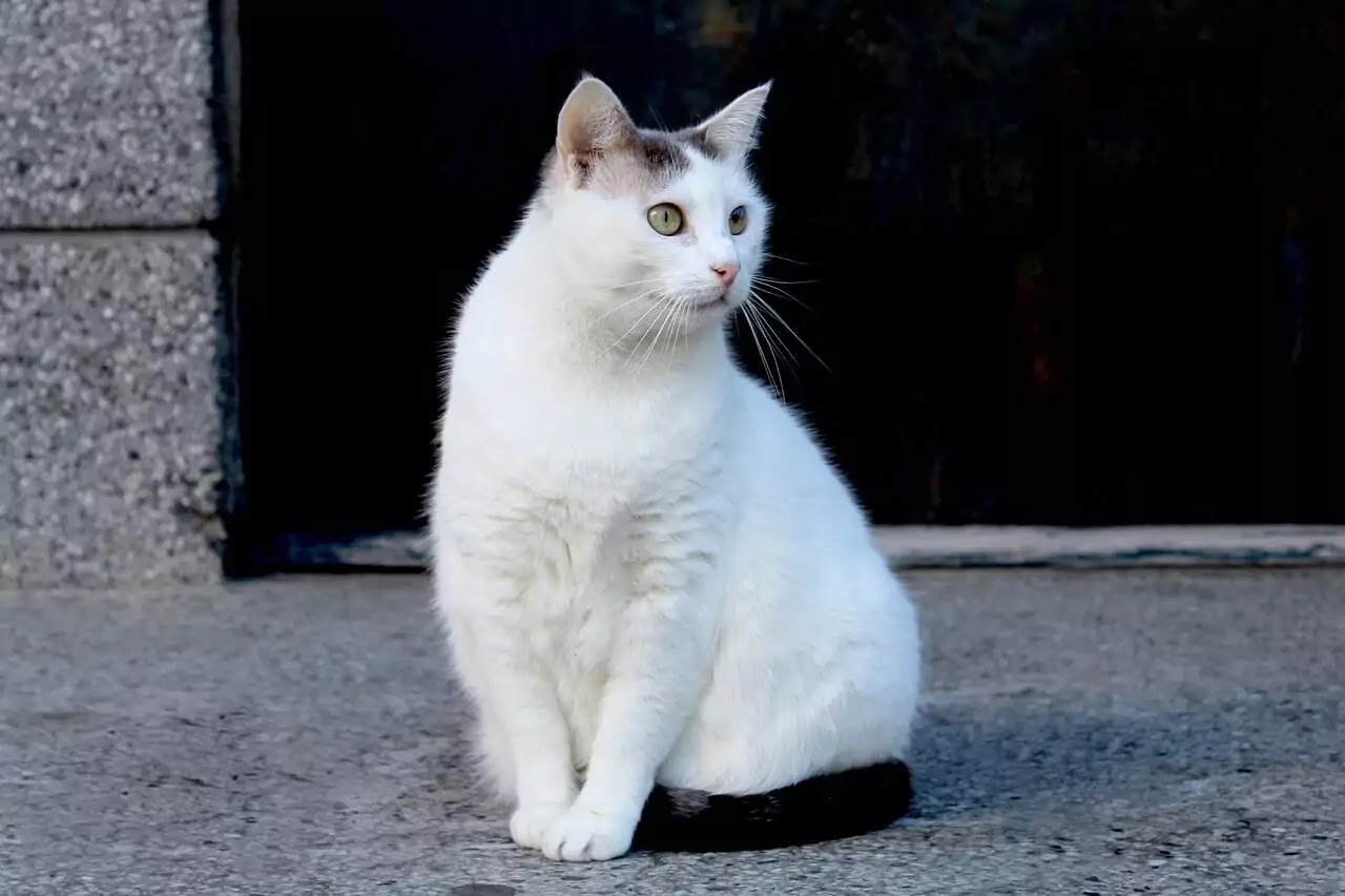 A Brief History Of Domestic Cats a-brief-history-of-domestic-cats