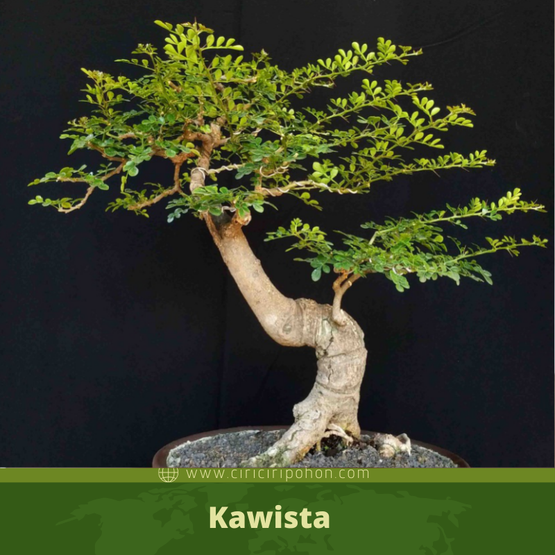10 Varietas Tanaman Bonsai yang Tak Kalah Unik - Ciriciripohon.com