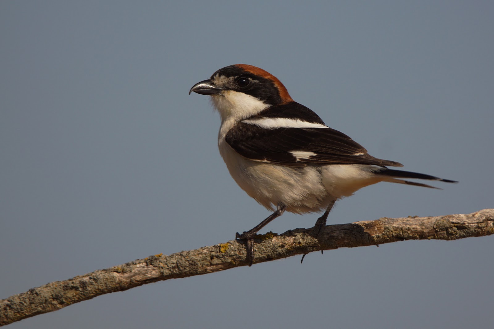 Pasión por las aves: Alcaudón común,(Lanius senator)