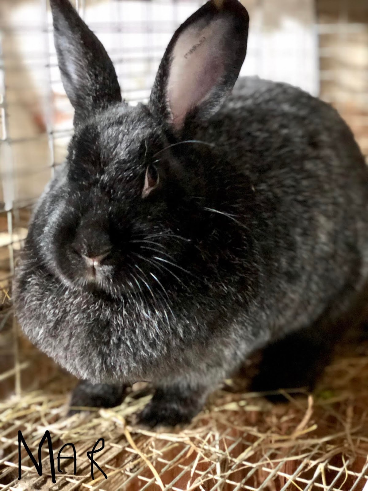 Reiter's Silver Fox Rabbits: Does