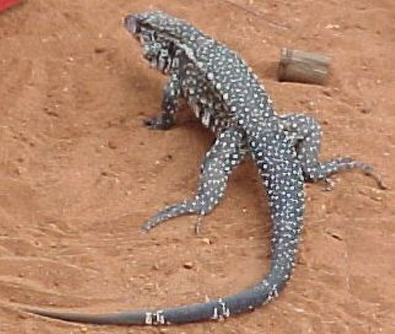 Tem de tudo um pouco: Vocês sabem o que é um teju?