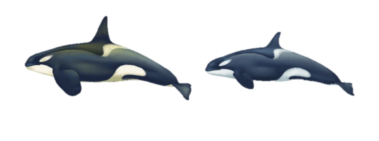 El alucinante mundo marino: Orca (Orcinus orca) | “Killer whale”
