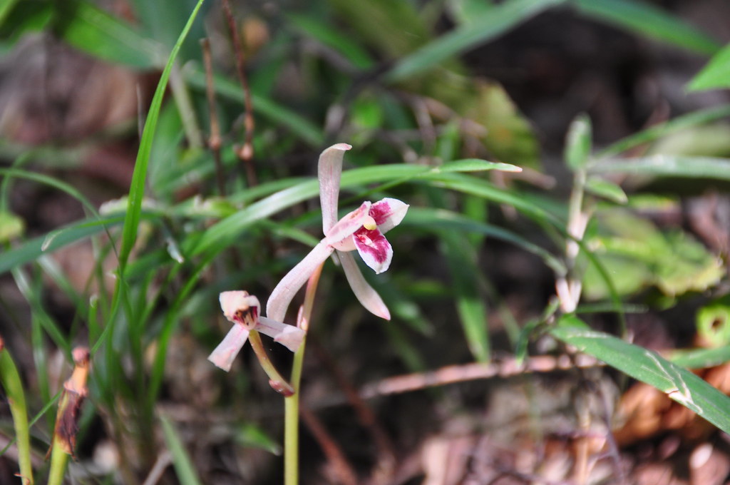 Cymbidium macrorhizon - The Long Rhizome Cymbidium care and culture ...