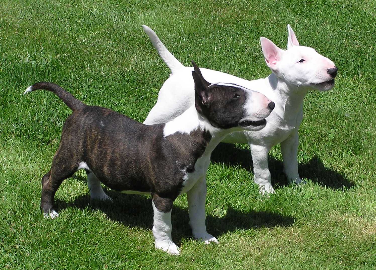 Perros Potencialmente Peligrosos (PPP): bull terrier