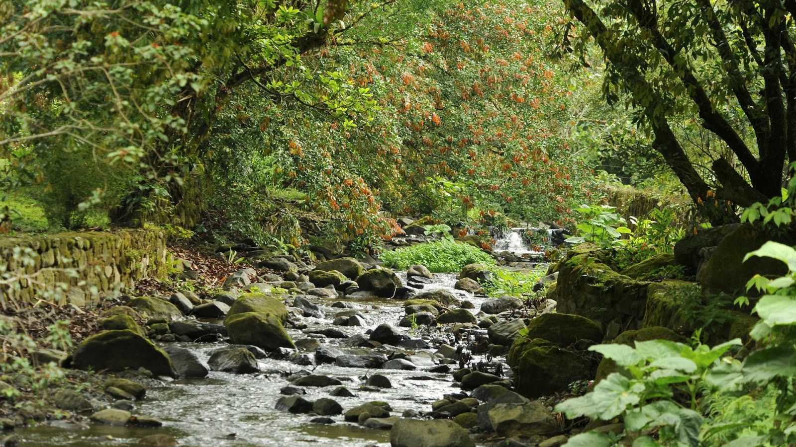 purpura: LA NATURALEZA