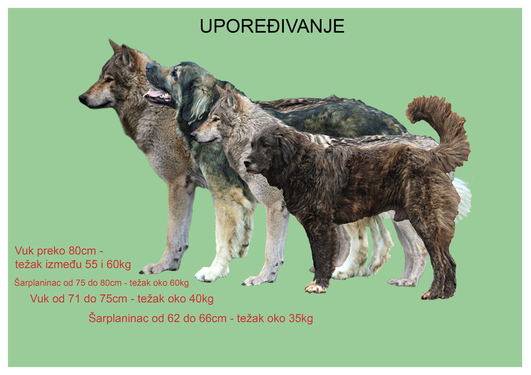 ŠARPLANINCI : Šarplaninac i vuk