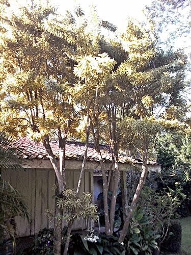 Jenis pohon perindang taman, jenis pohon peneduh, pohon pelindung ...