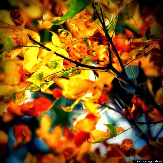 Streams 'N Stirrings: Magnificent Autumn ~ Delicious Autumn ~ Wise Autumn!