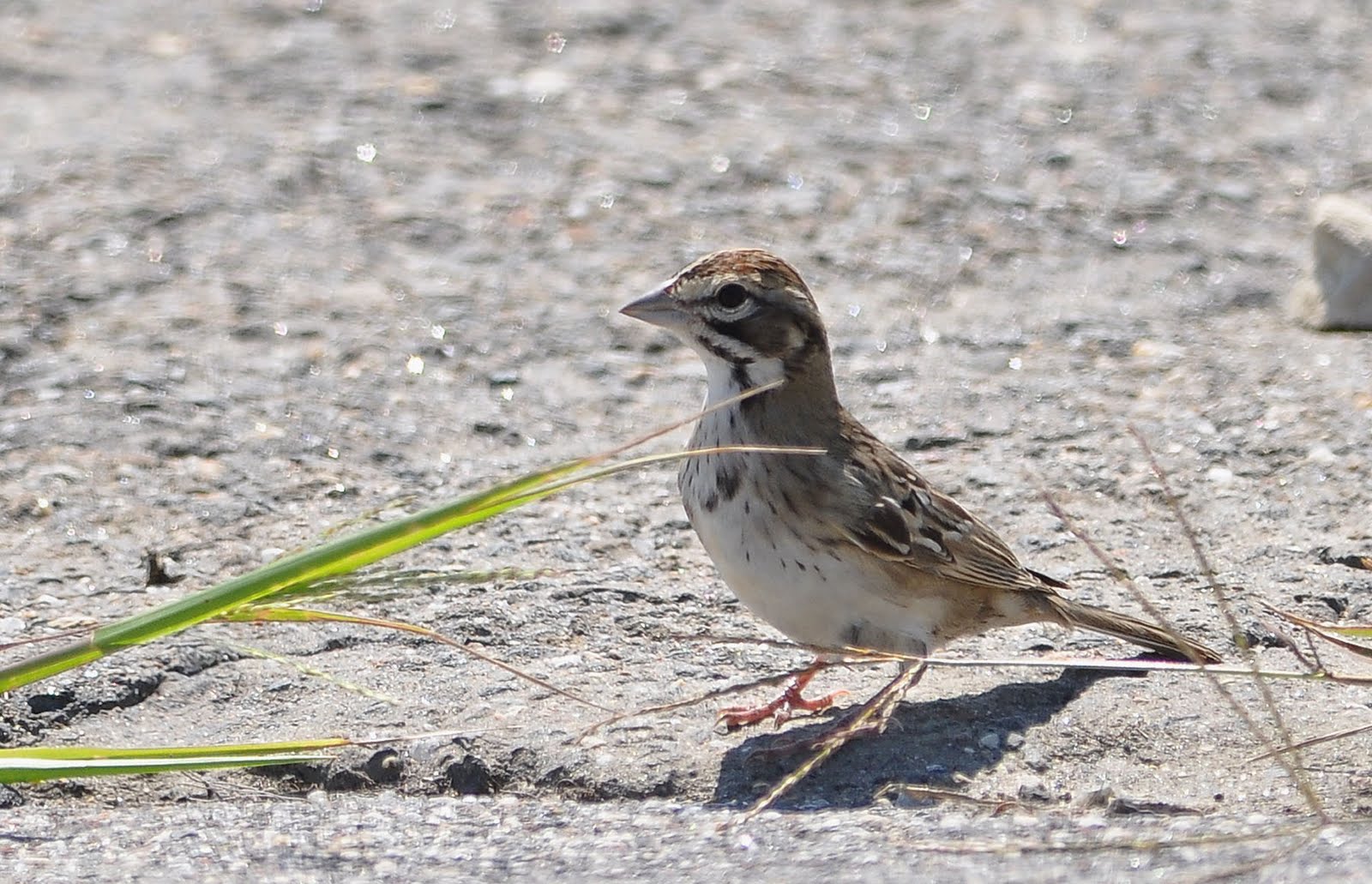 Connecticut Audubon Society: Lark Sparrow - Stratford Point