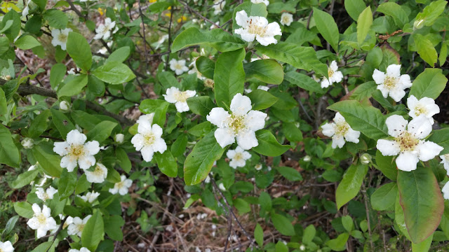 Le biotope du Néflier