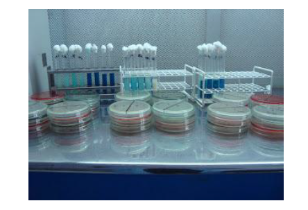 Mikrobiologi : Uji Salmonella: Uji Salmonella
