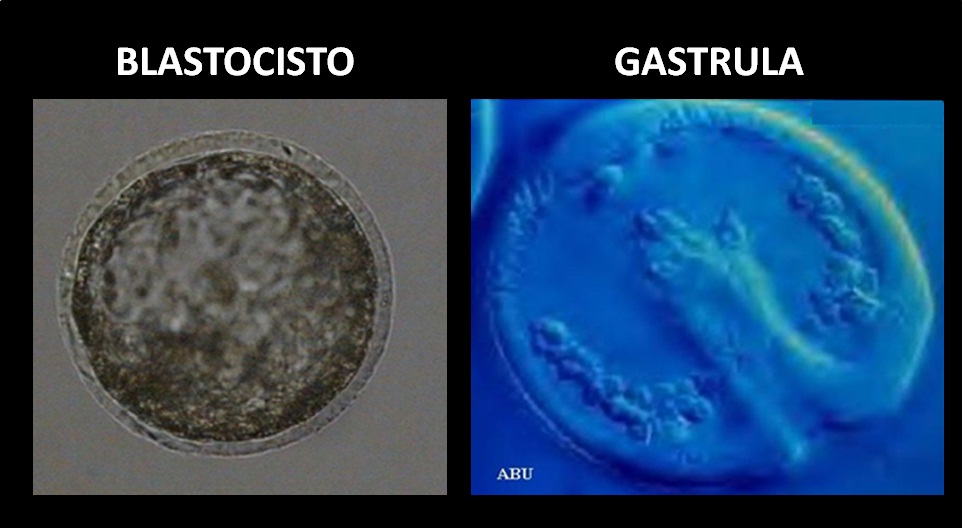 MANUAL DE REPRODUCCION BOVINA: GESTACION