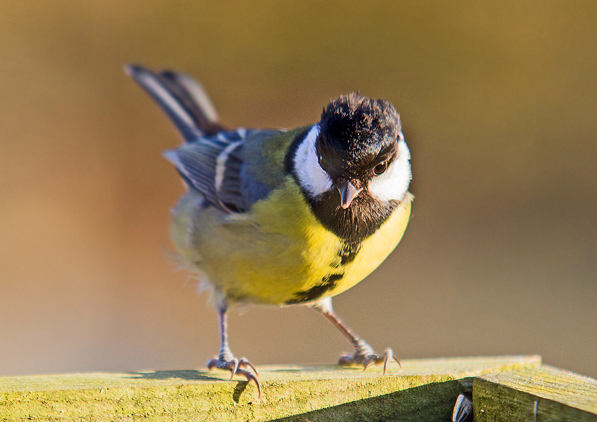 Fra Limfjordens bredder...: Musvitter i topform