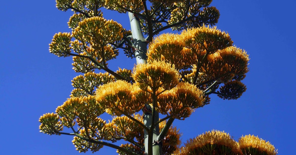 Family Visit To Brief Golden Tree/Roger's Has A New Vertical Planter