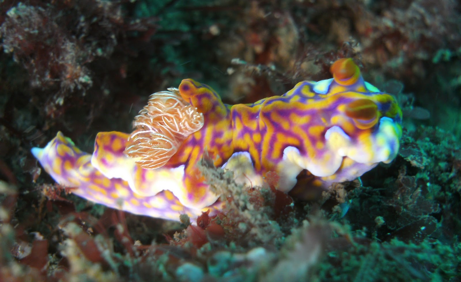 Kava in Australia: Sea Slugs of New South Wales