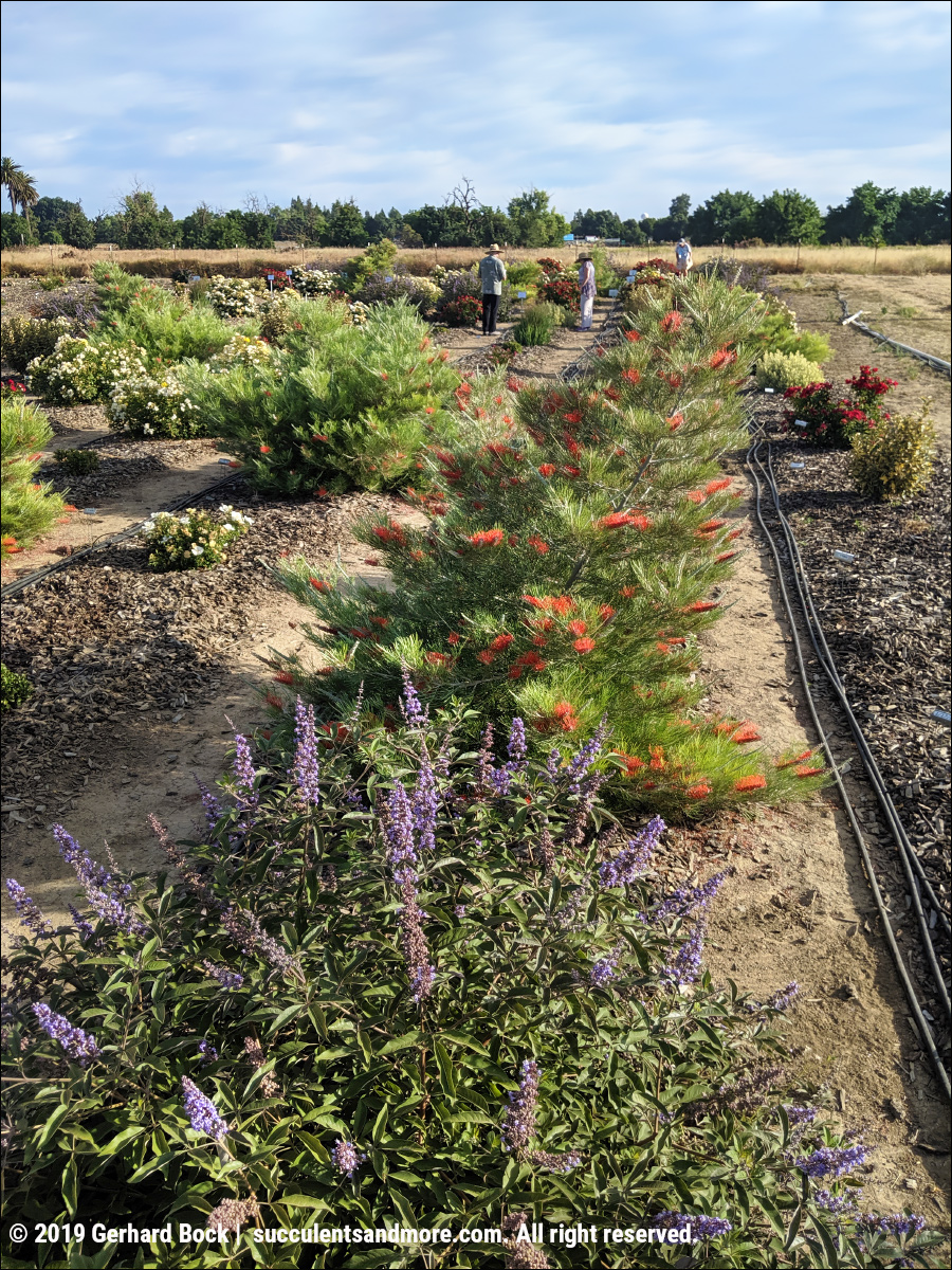 Mid-summer plant evaluations for University of California Landscape ...