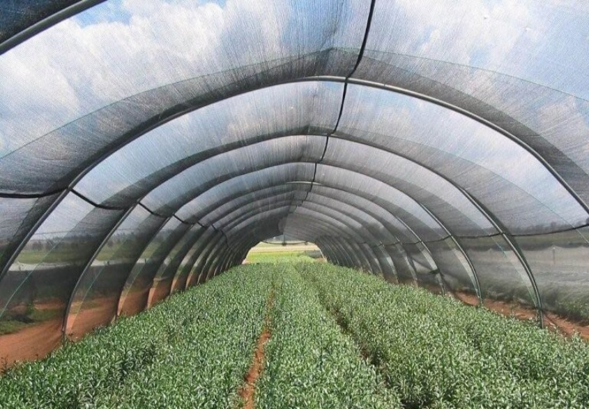 Mengenal Selang Drip dan Cara Pemasangannya Pada Lahan - Lim Corporation