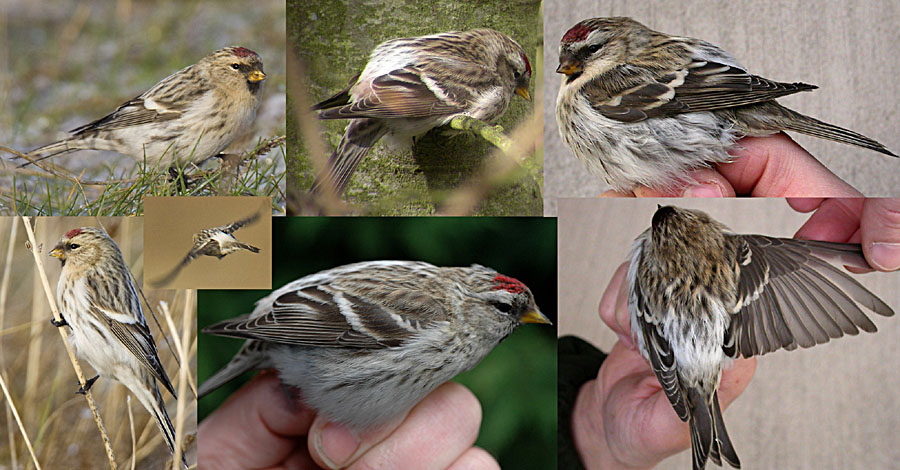 Worcestershire Redpolls and separation guide: Worcestershire Redpolls ...