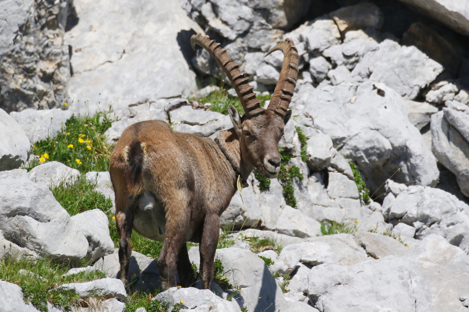 Peter Moore's Wildlife Blog: Alpine mammals