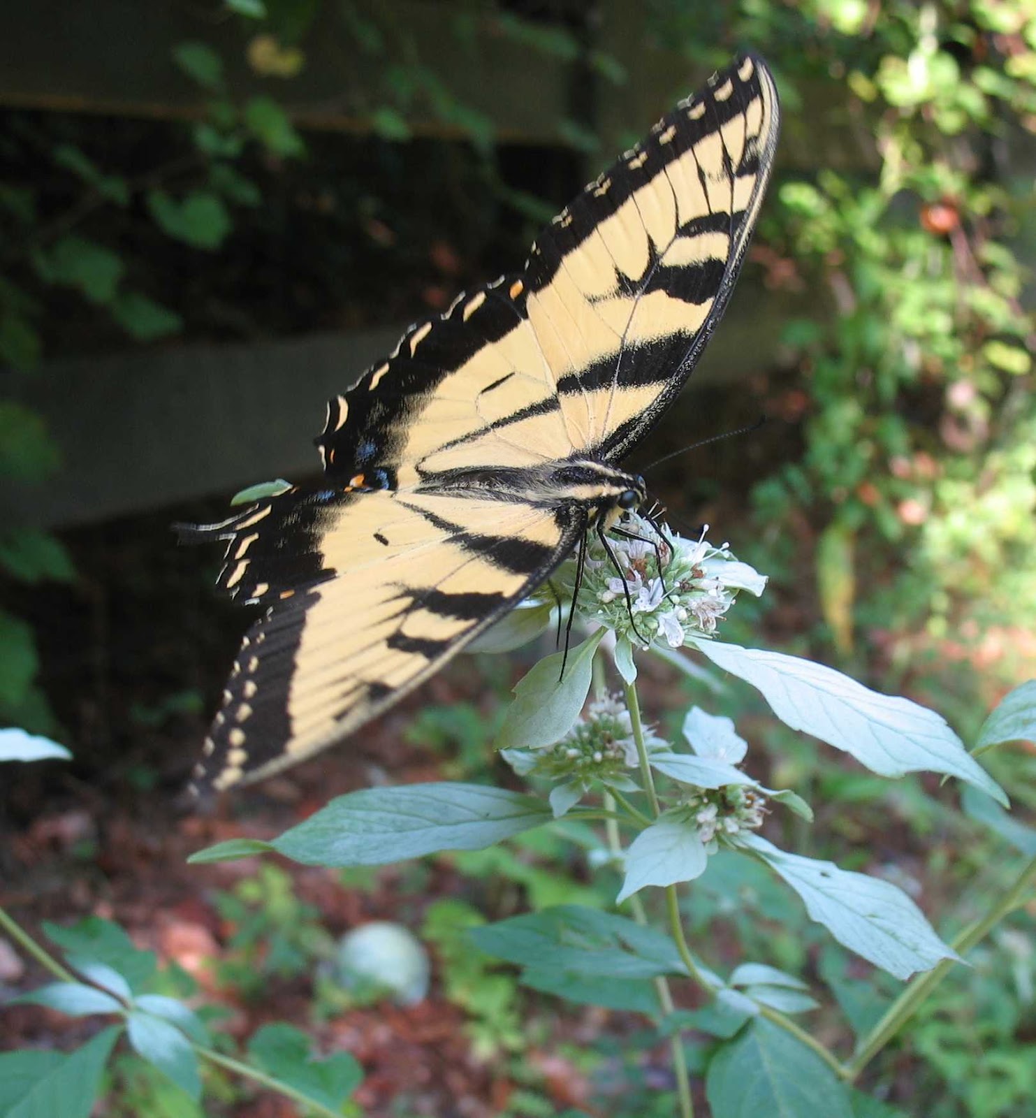Using Georgia Native Plants: Arbor Day in Georgia