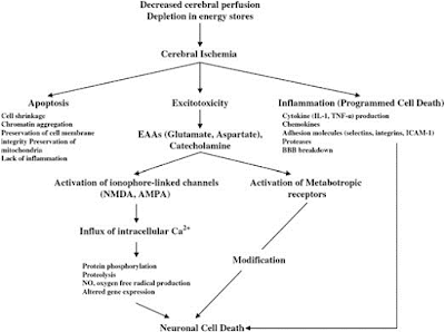 Trauma Kepala (Trauma Capitis) - Definisi sampai Gejala