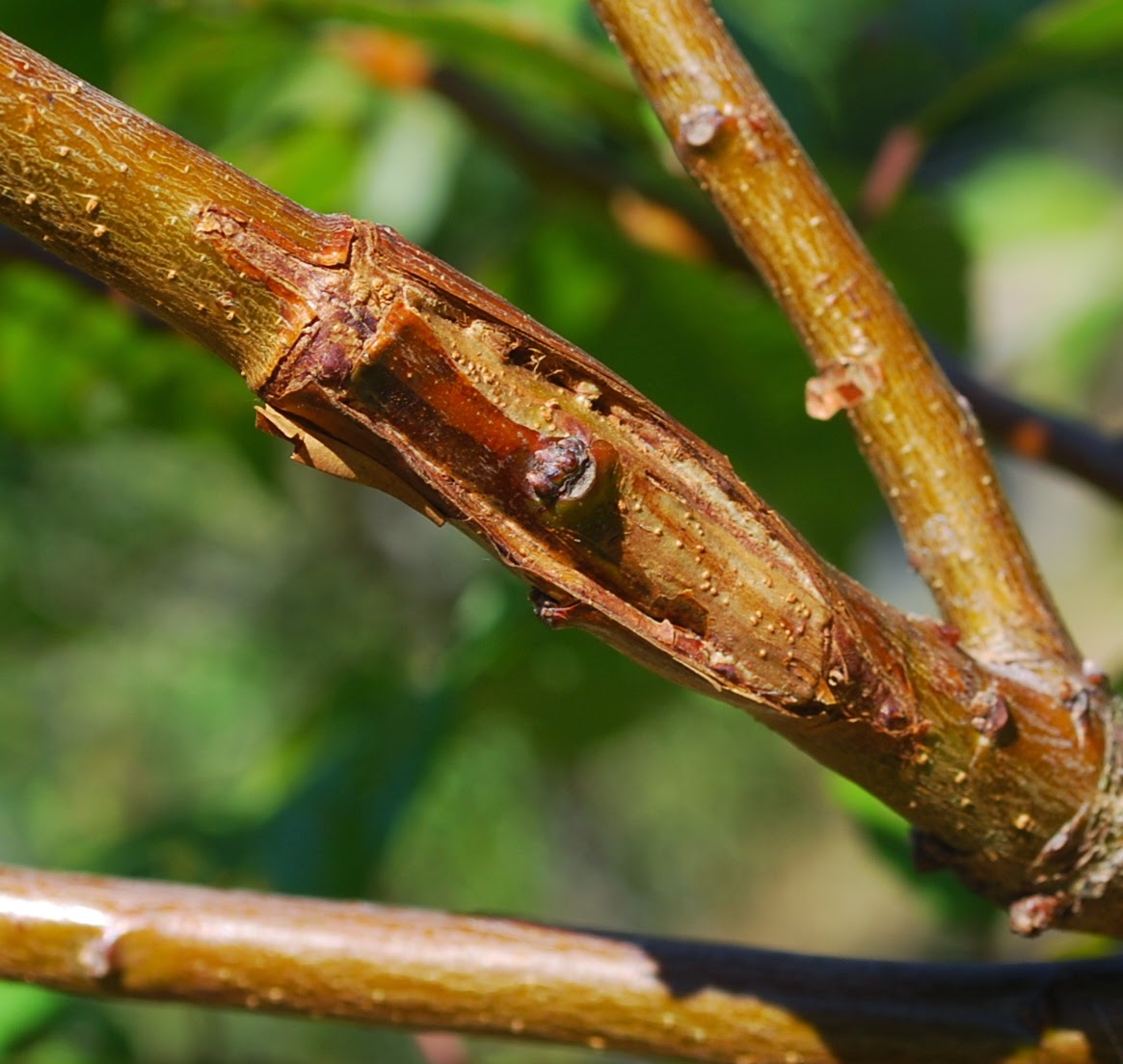 Daniel's Pacific NW Garden: Bud Grafting Update. 9.20.14