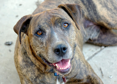 The Beneficial Bee: The Unbelievable Life of Shelby the Tortoise