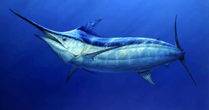 Amilton e Diego - Dicas De Pesca: Marlim-azul / Blue Marlin (Makaira ...