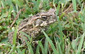 paleric: THE GUAM TOAD
