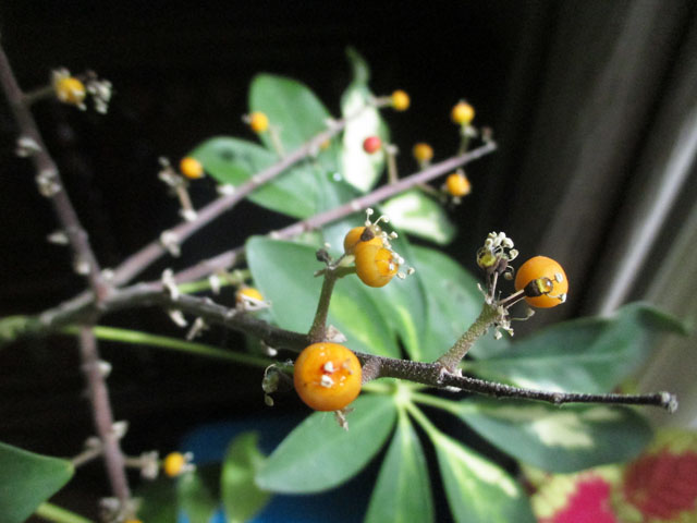 Green Jean: schefflera fruits