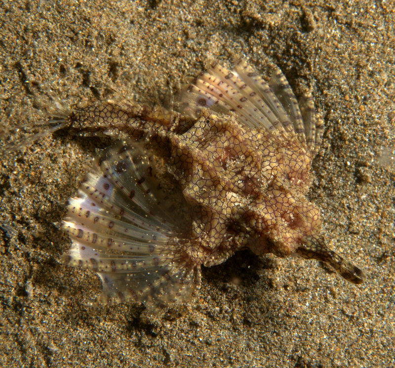 The Best of Underpressure Photography: Dragon Sea Moth- Anilao ...
