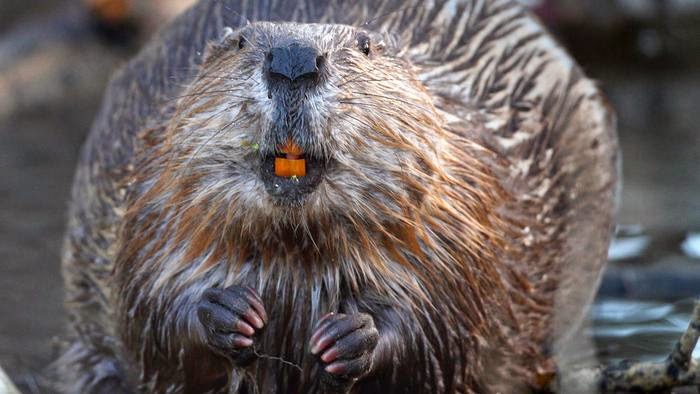 Leaf Kids: Animal Dental Facts for Kids!