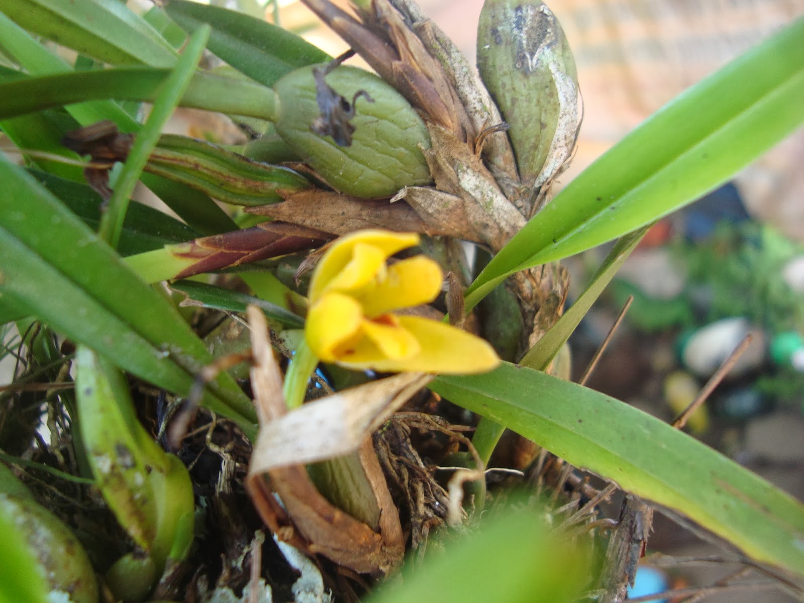 Orquídeas HElid: Maxillaria Variabilis / Maxillaria Chiriquensis