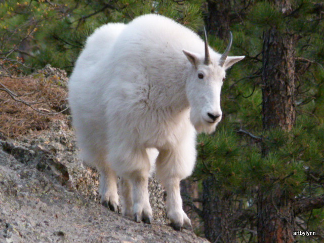 MY ART JOURNAL: Rocky Mountain Goats Siting in The Black Hills, South ...