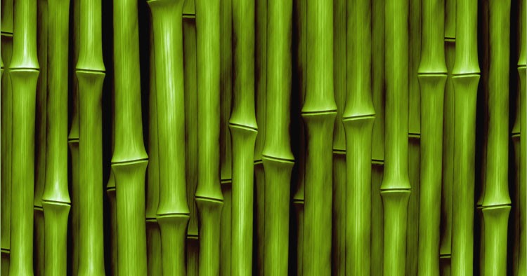 UNIDOS PELA PRESERVAÇÃO: AS 7 VERDADES DO BAMBU