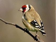 NOTI-IMAGEN DE CARMEN: LA LEYENDA DEL ZURQUI. Frank Barrios Gómez.