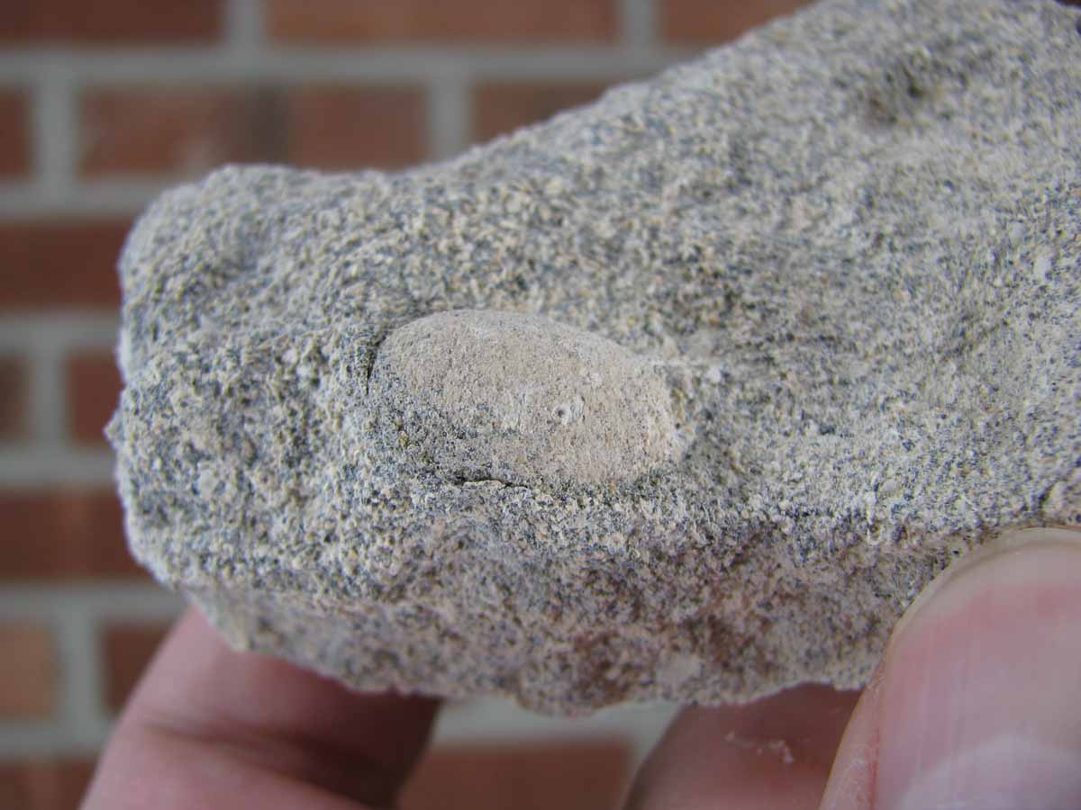 Views of the Mahantango: Fossil "bee cell" from Tenerife Island