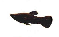 Aquarium Answers, Pond | Fish Question and Help Articles: Mollies in ...