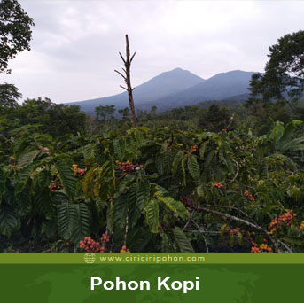 Pohon Kopi Robusta - Ciriciripohon.com
