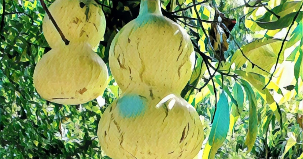 Acocote | ¿Que es y Para Que Sirve?