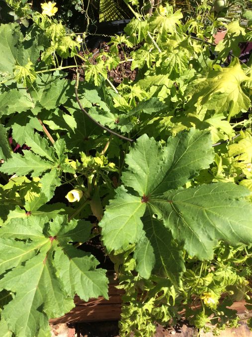 Marinduque - My Island Tropical Paradise: A Bountiful Okra Harvest from ...
