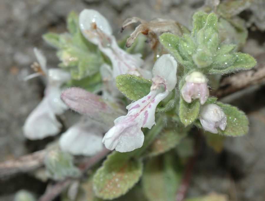 Hellenic Nature: Stachys sp